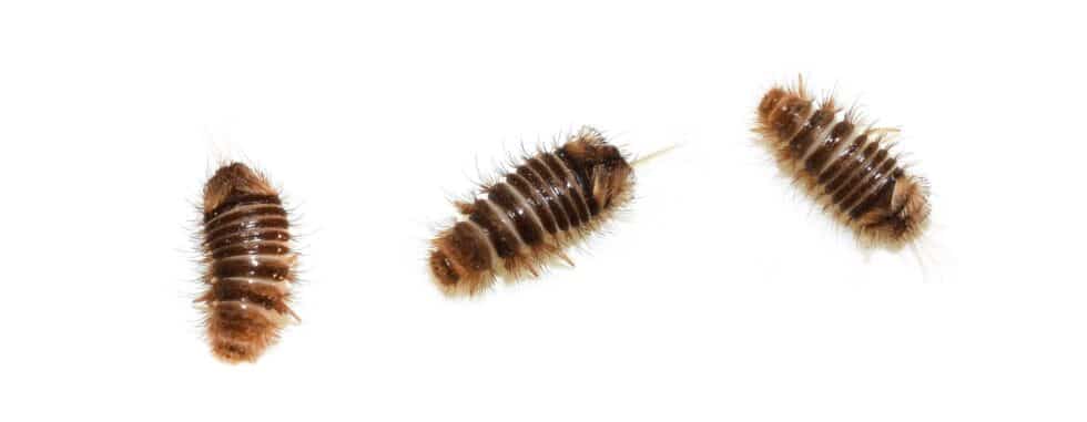 How to get rid of Carpet Beetles + FAQs
